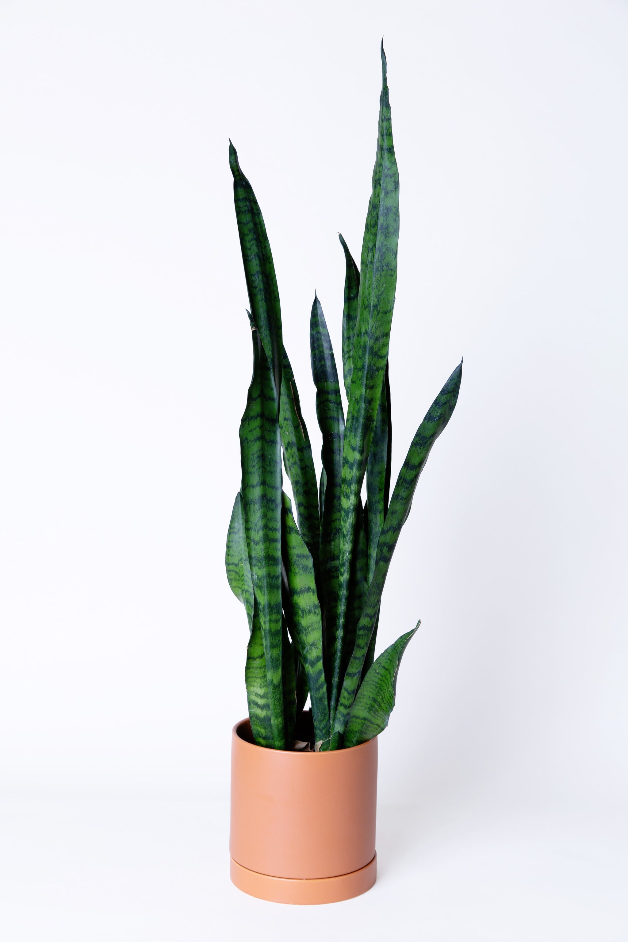 Dark Green Snake Plant