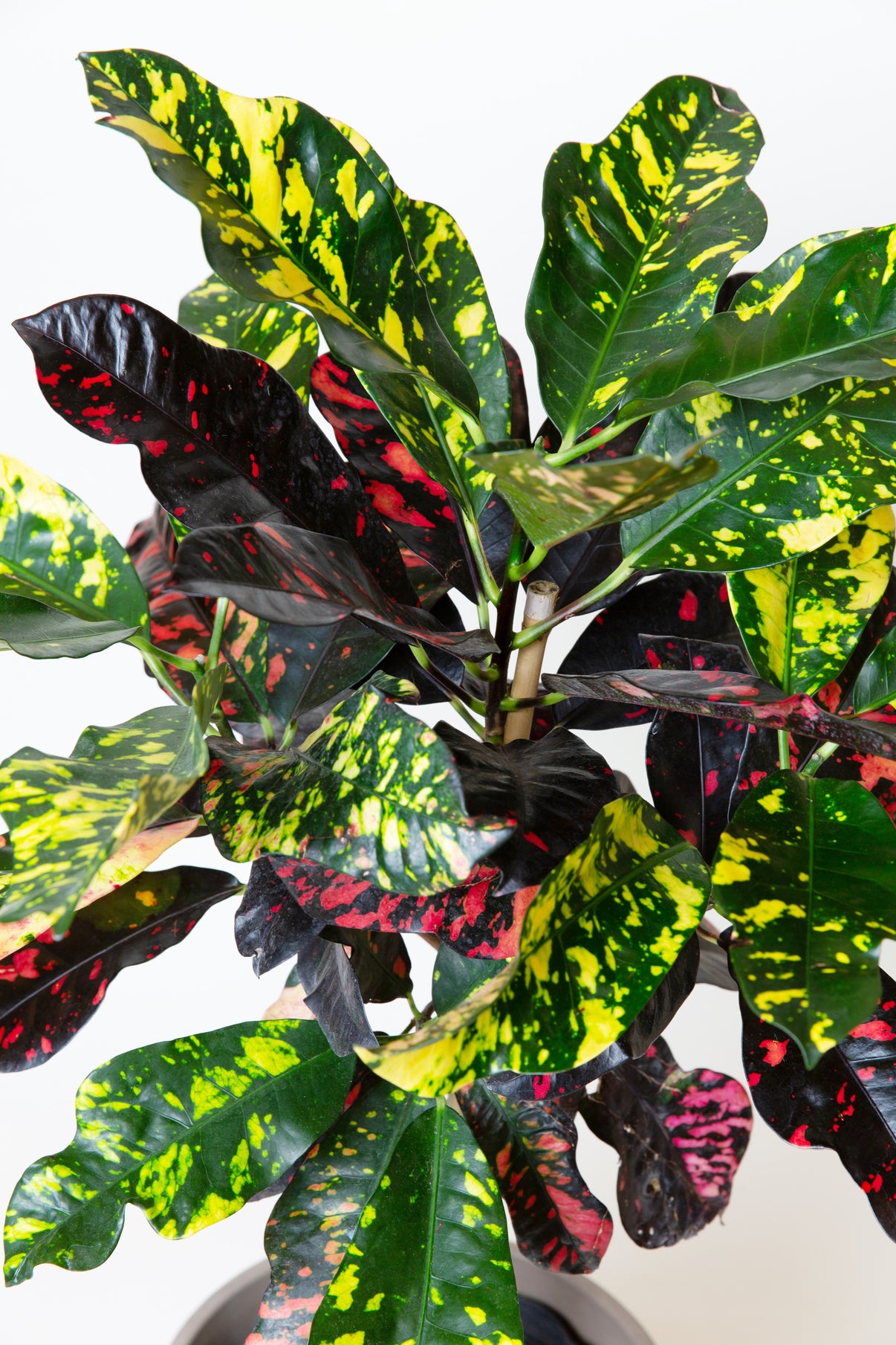 Magnificent Croton Topiary | Codiaeum Variegatum – AVS Lifestyle